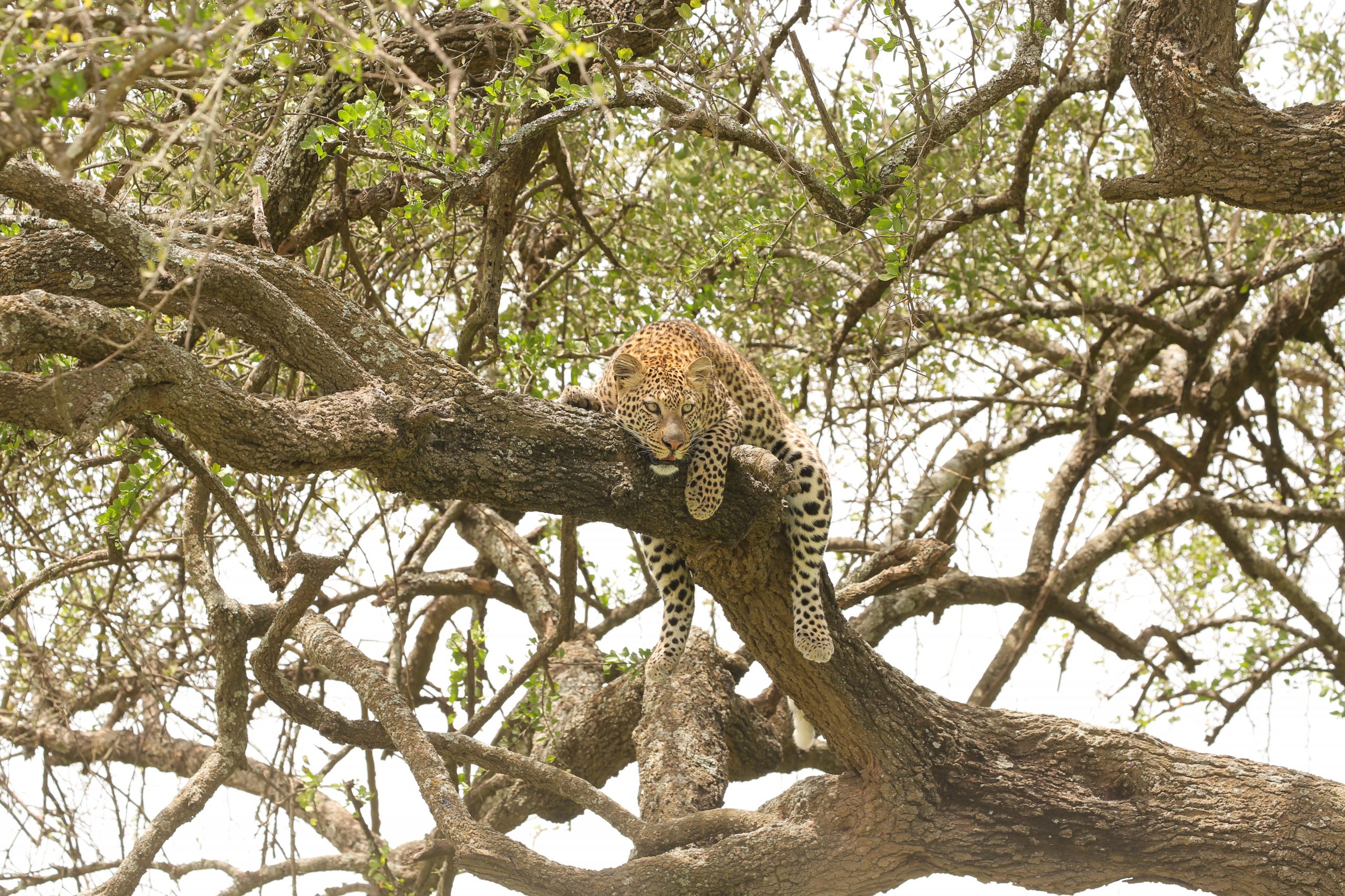 About Us – African Mangu Safaris