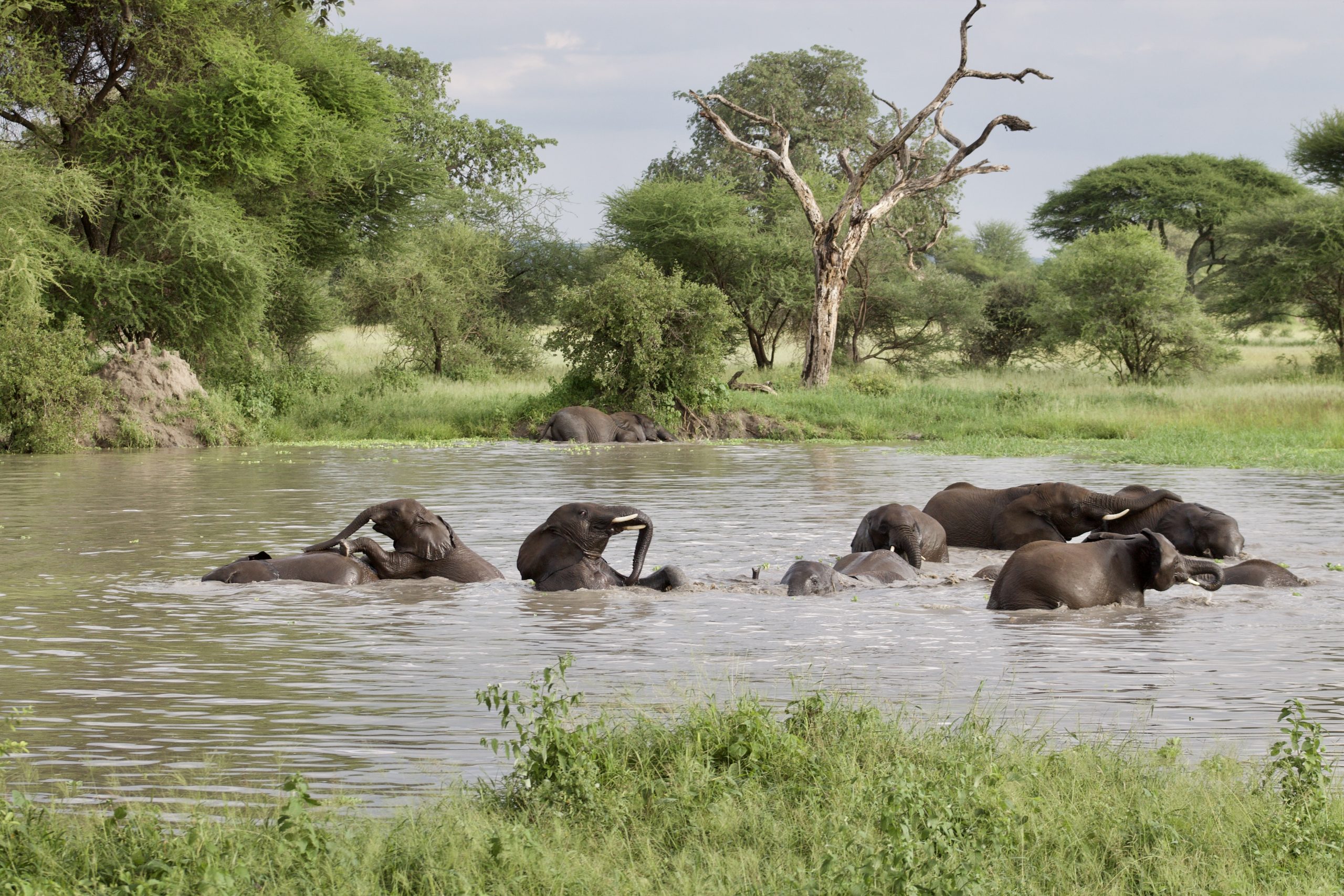 Destination ~ African Mangu Safaris