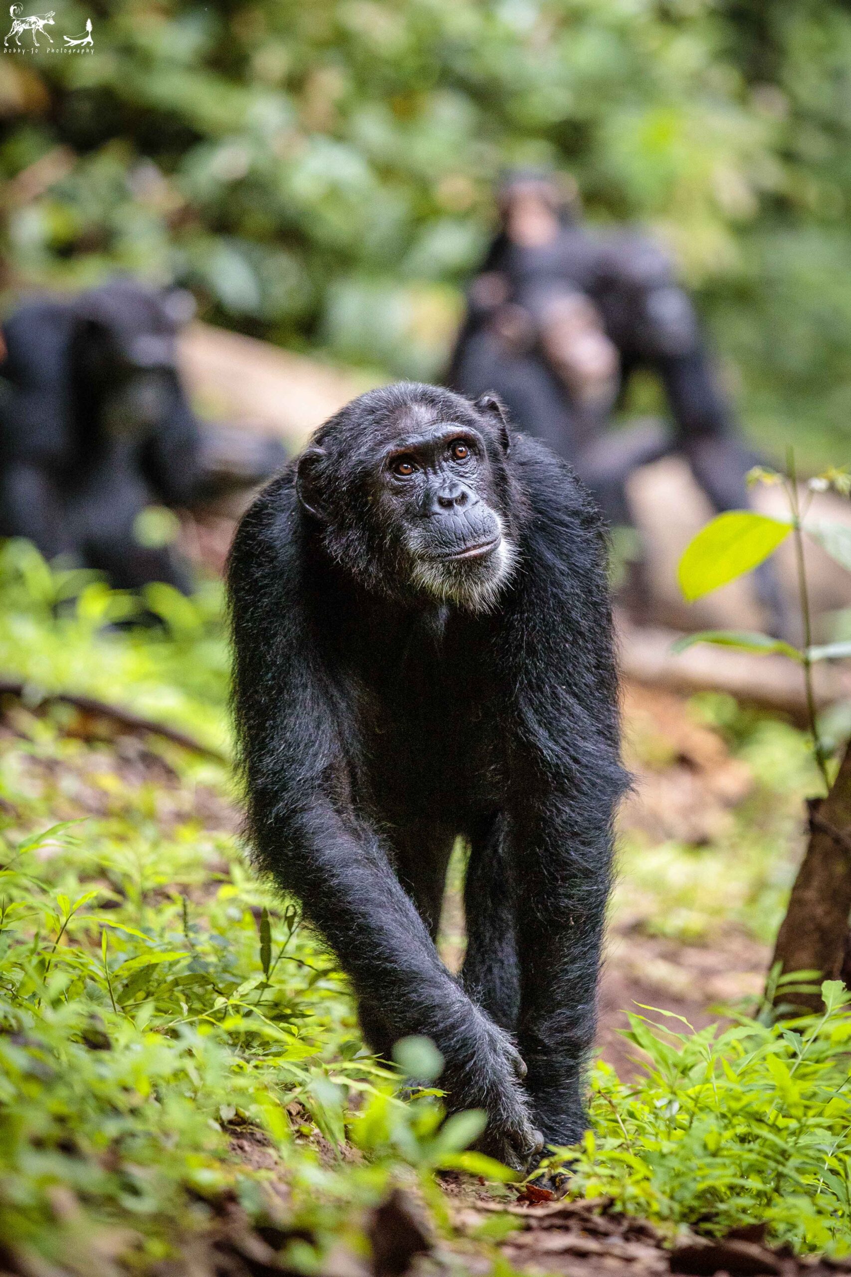 Gallery – African Mangu Safaris