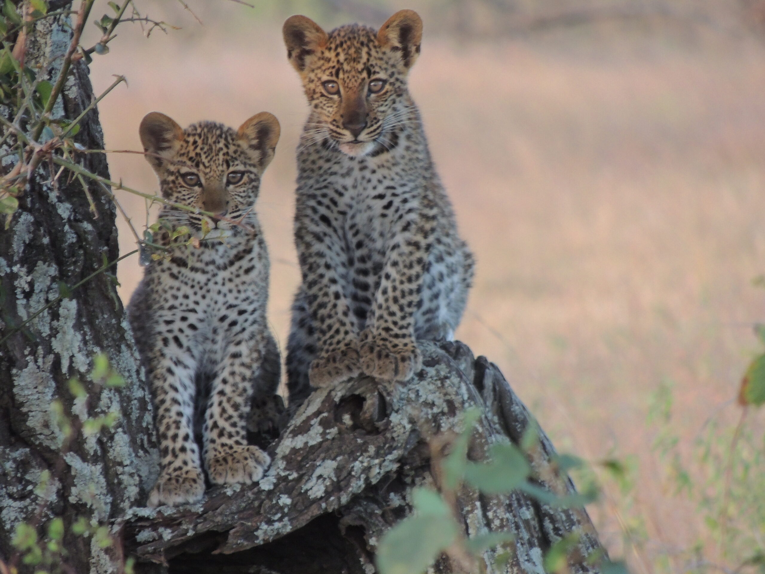 Gallery – African Mangu Safaris