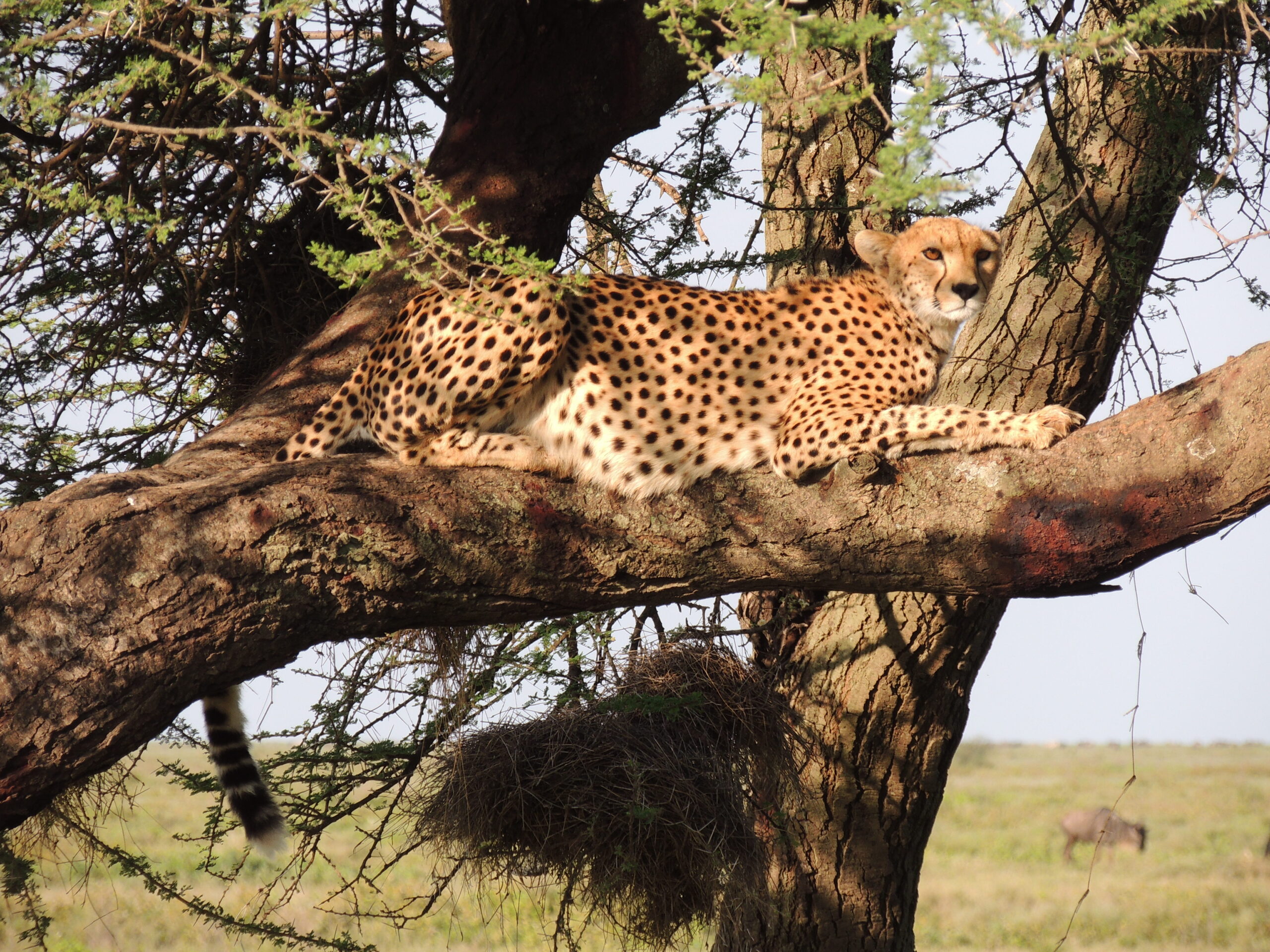 Gallery – African Mangu Safaris