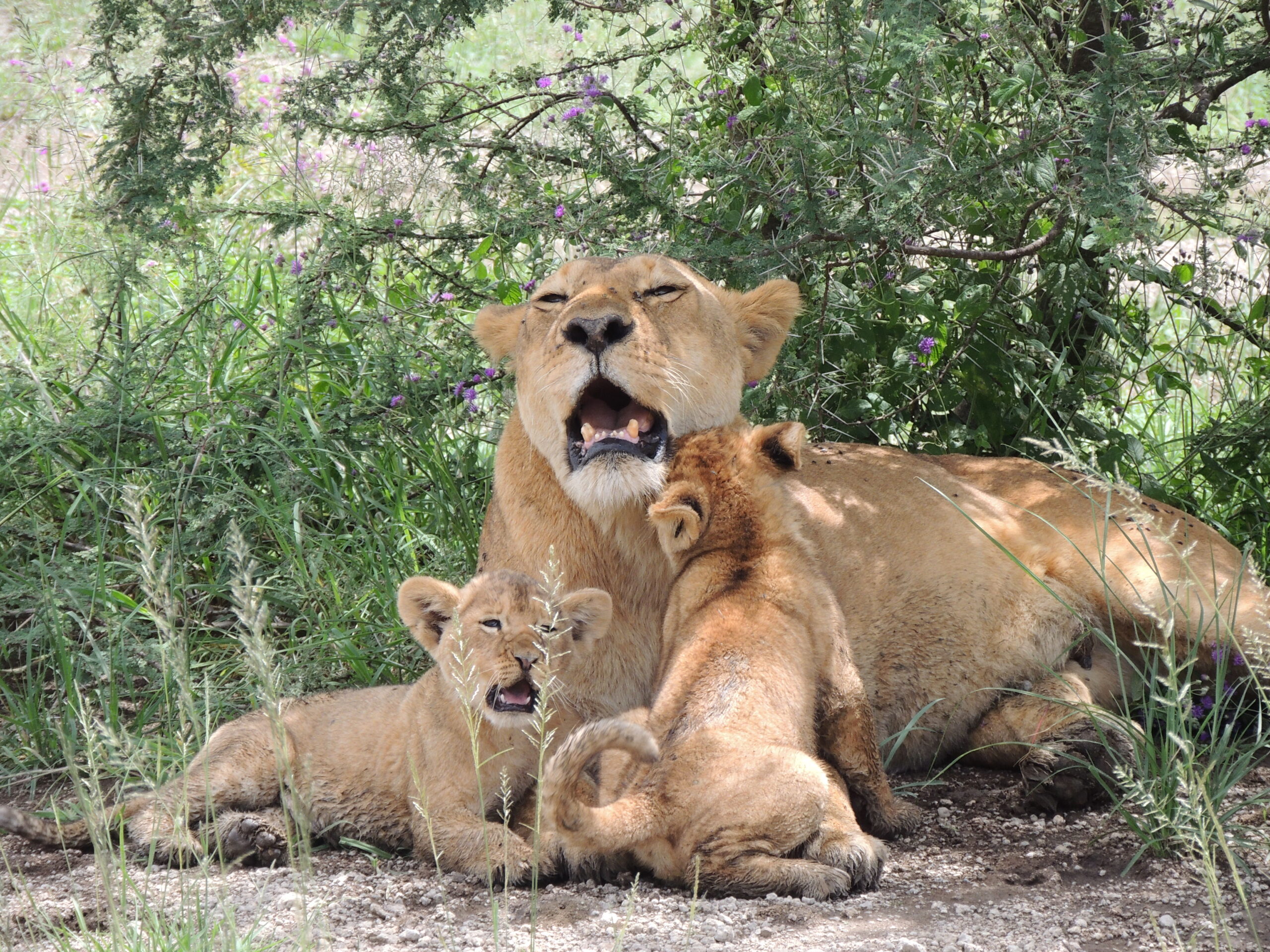 Gallery – African Mangu Safaris