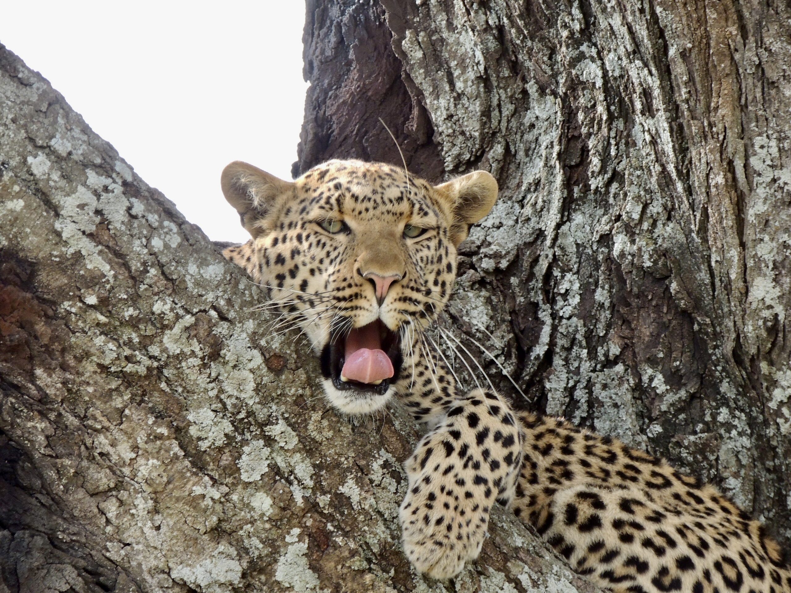 Gallery – African Mangu Safaris