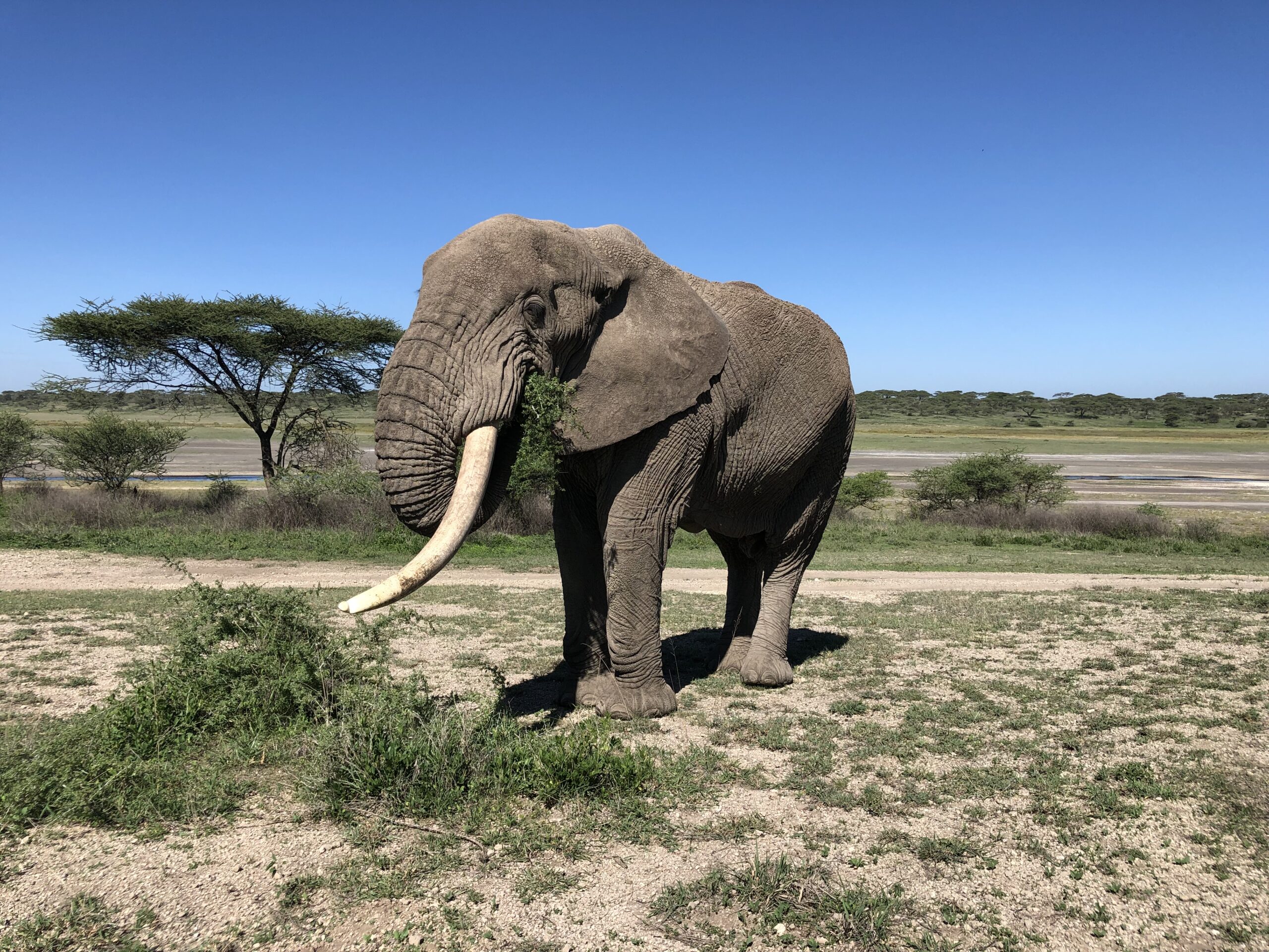 Gallery – African Mangu Safaris