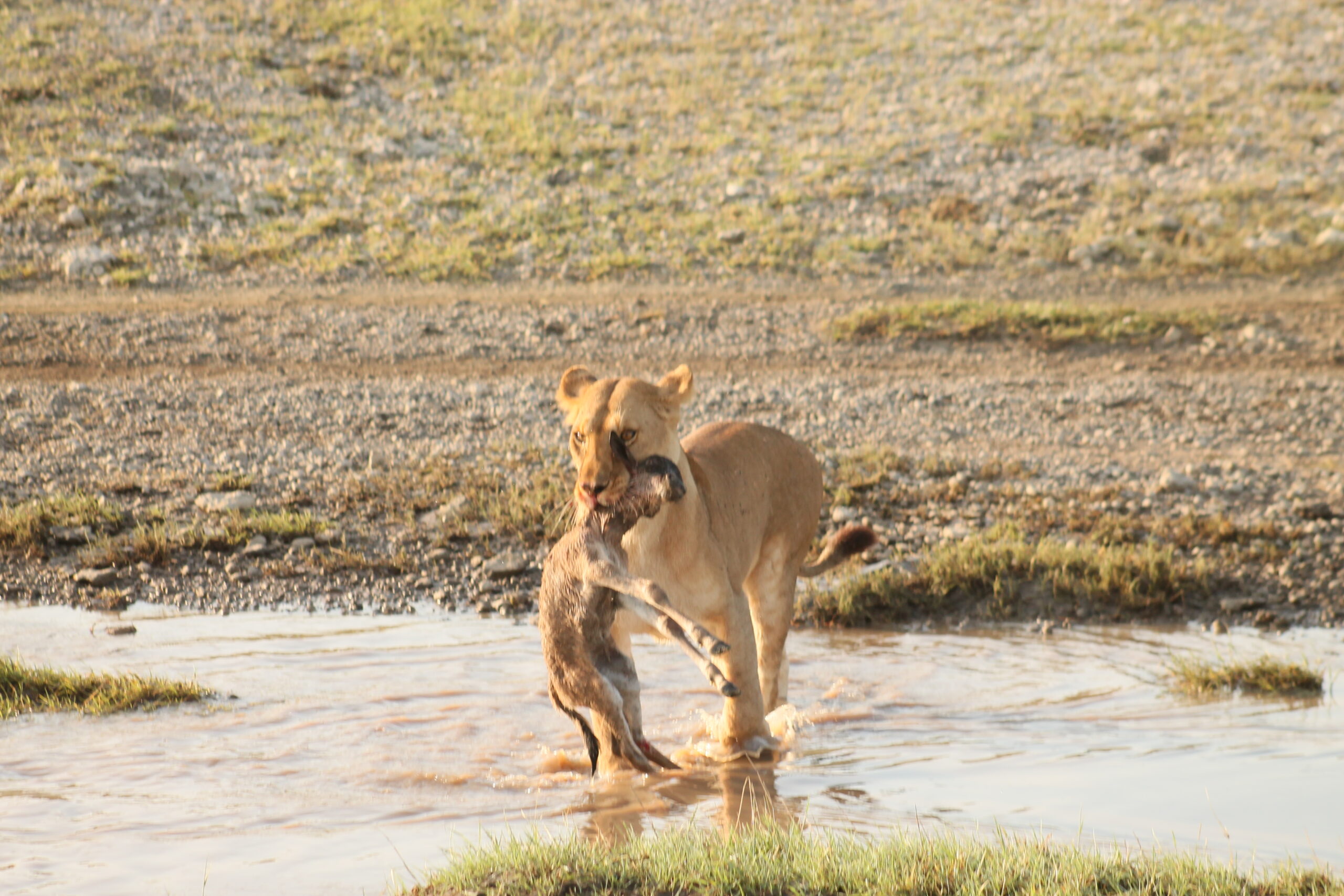 Gallery – African Mangu Safaris