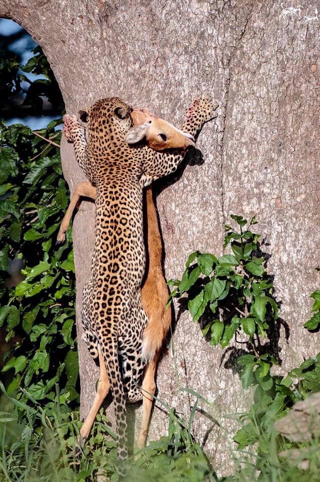 10 Days Photographic Safari (Predator season Jan - March.) ~ African ...