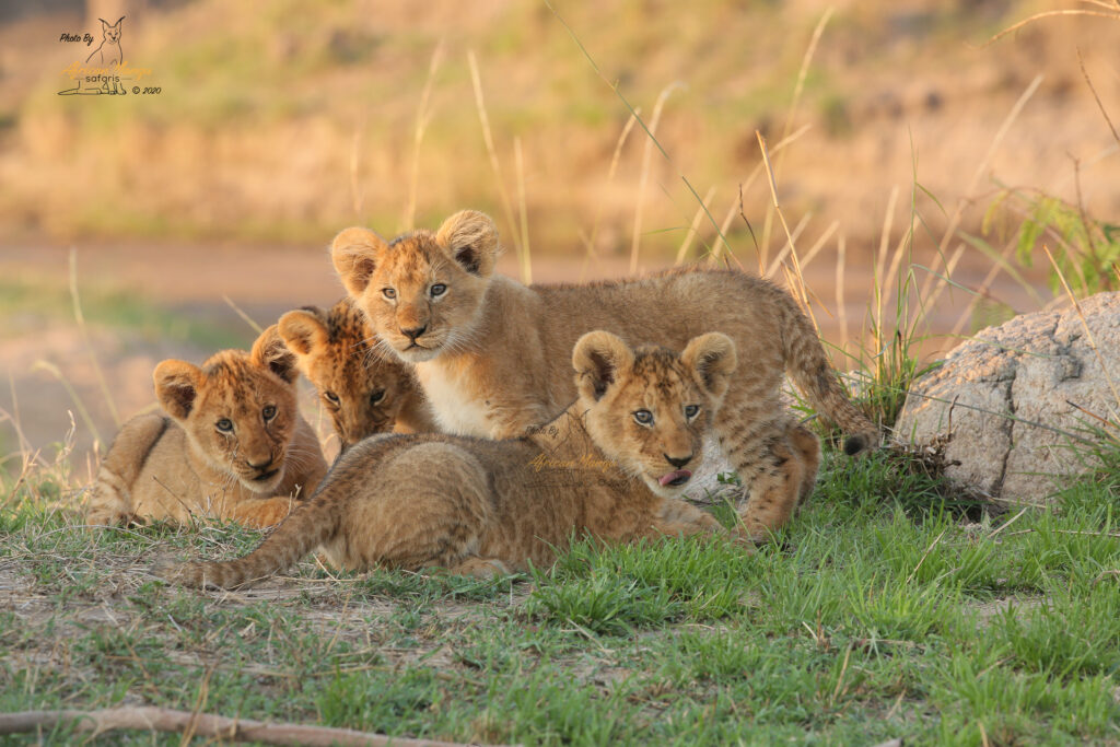 Destination ~ African Mangu Safaris