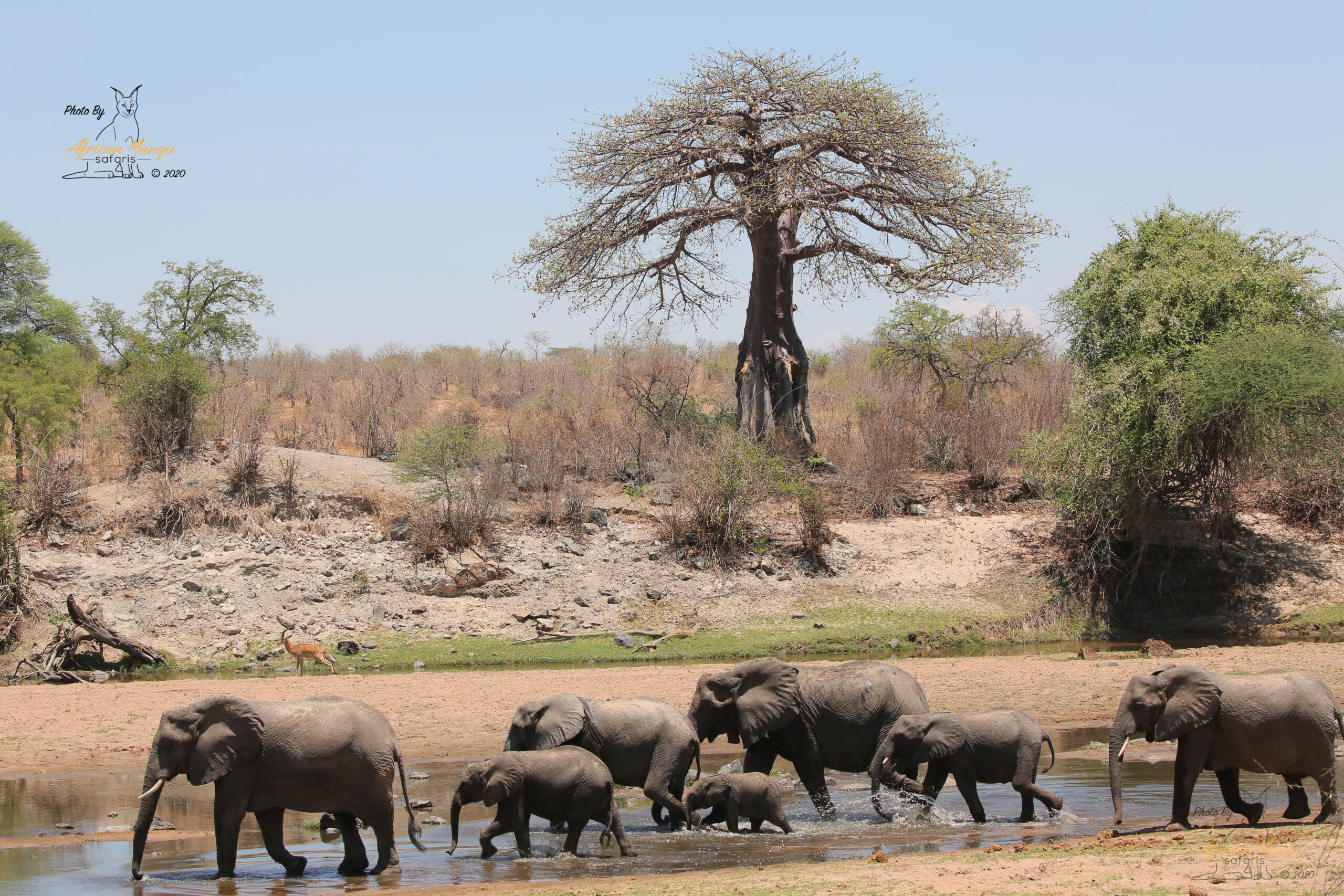 7 Days Ruaha Special -Southern Circuit Extension. ~ African Mangu Safaris