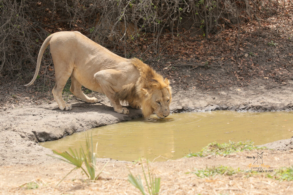 7 Days Ruaha Special -Southern Circuit Extension. ~ African Mangu Safaris