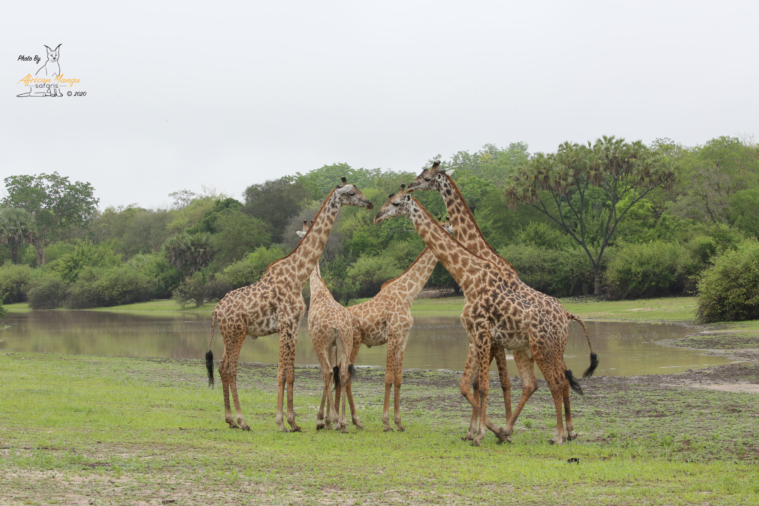 7 Days Ruaha Special -Southern Circuit Extension. ~ African Mangu Safaris