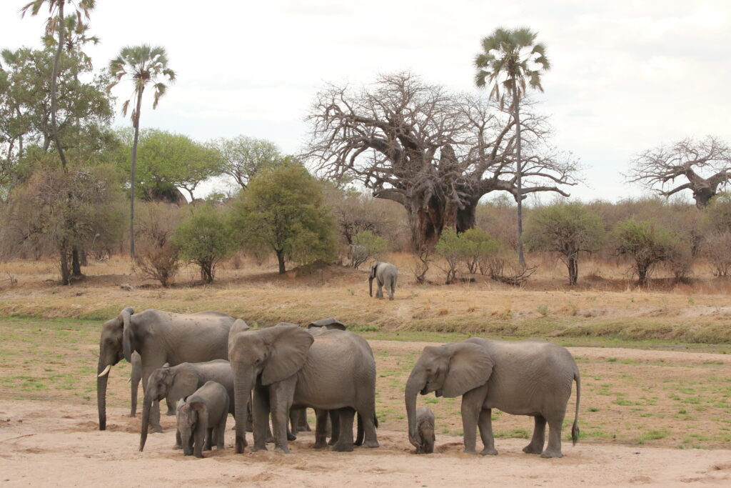 Safari packages ~ African Mangu Safaris
