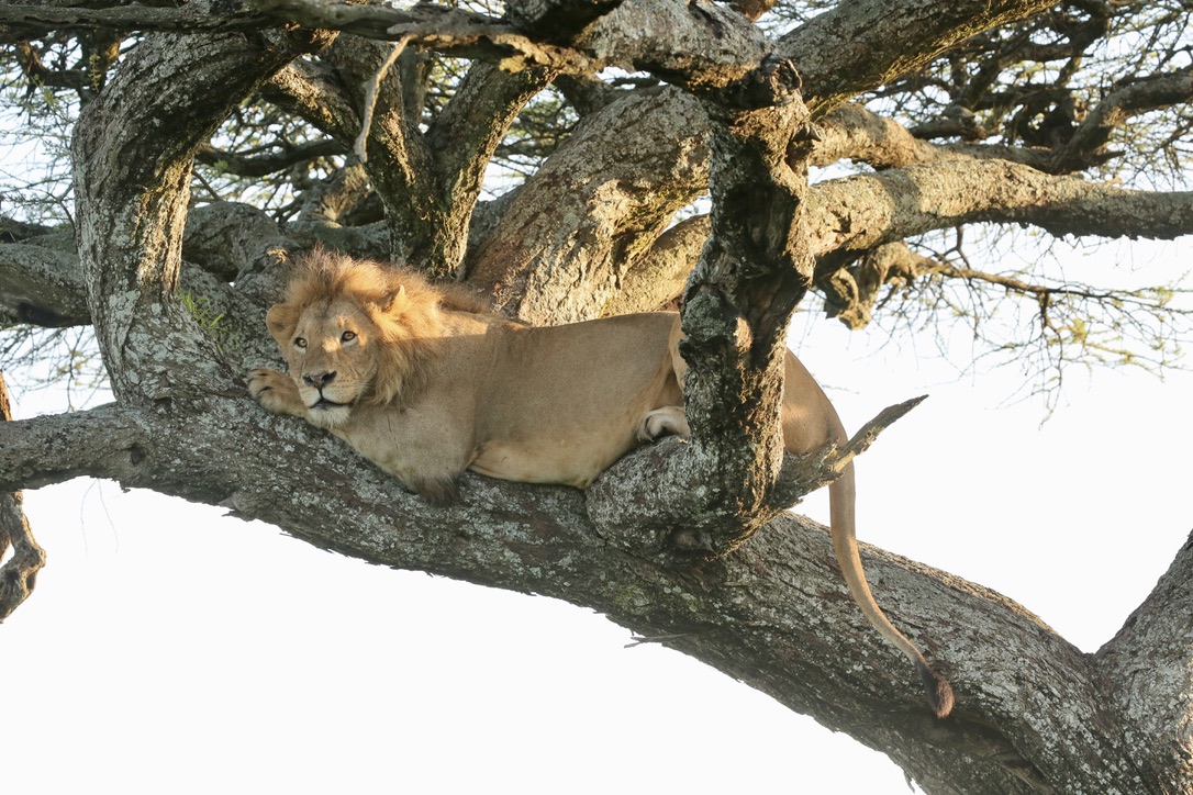 6 Days Wildebeest Migration ~ African Mangu Safaris