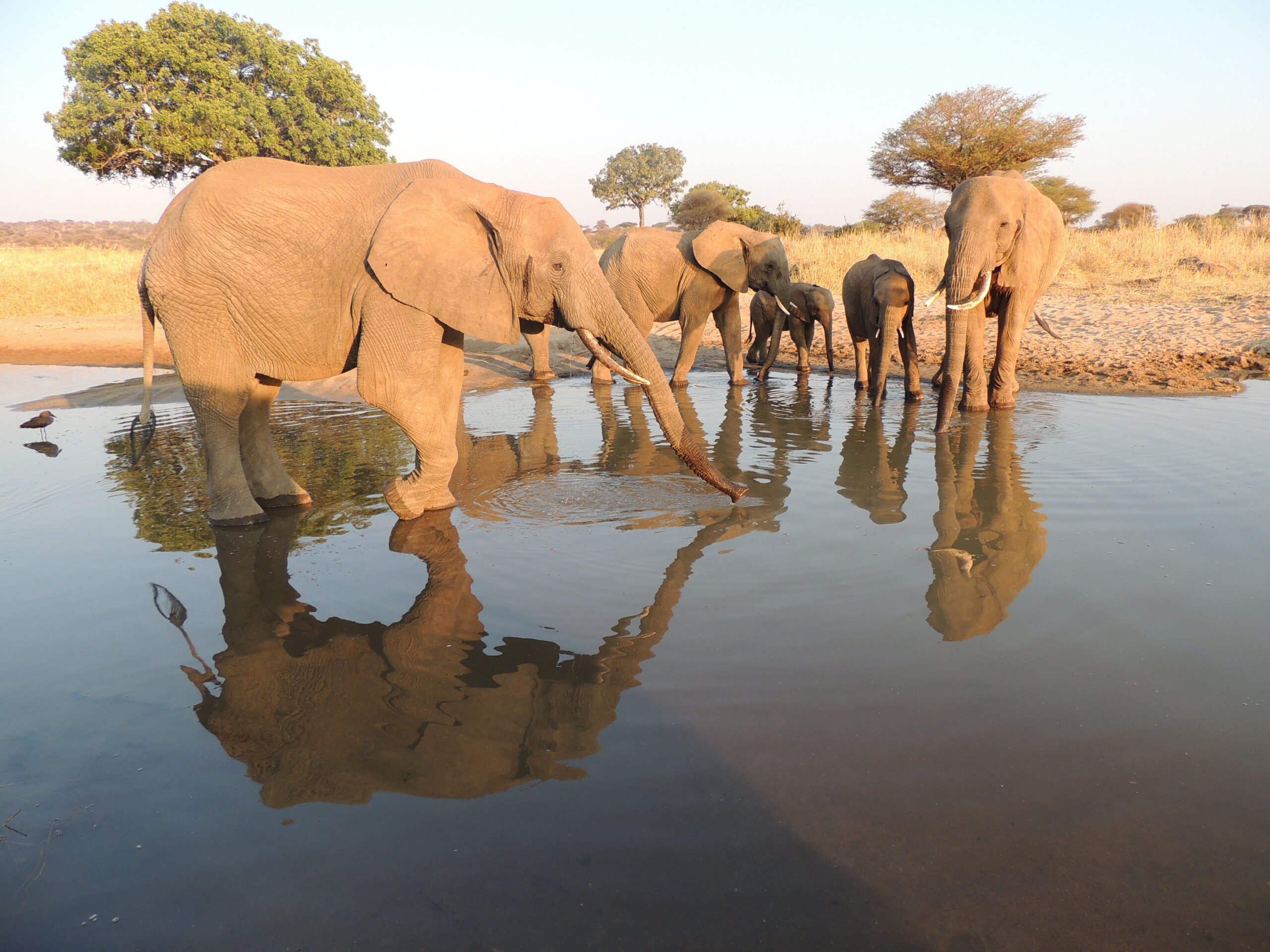 7 Days Ruaha Special -Southern Circuit Extension. ~ African Mangu Safaris