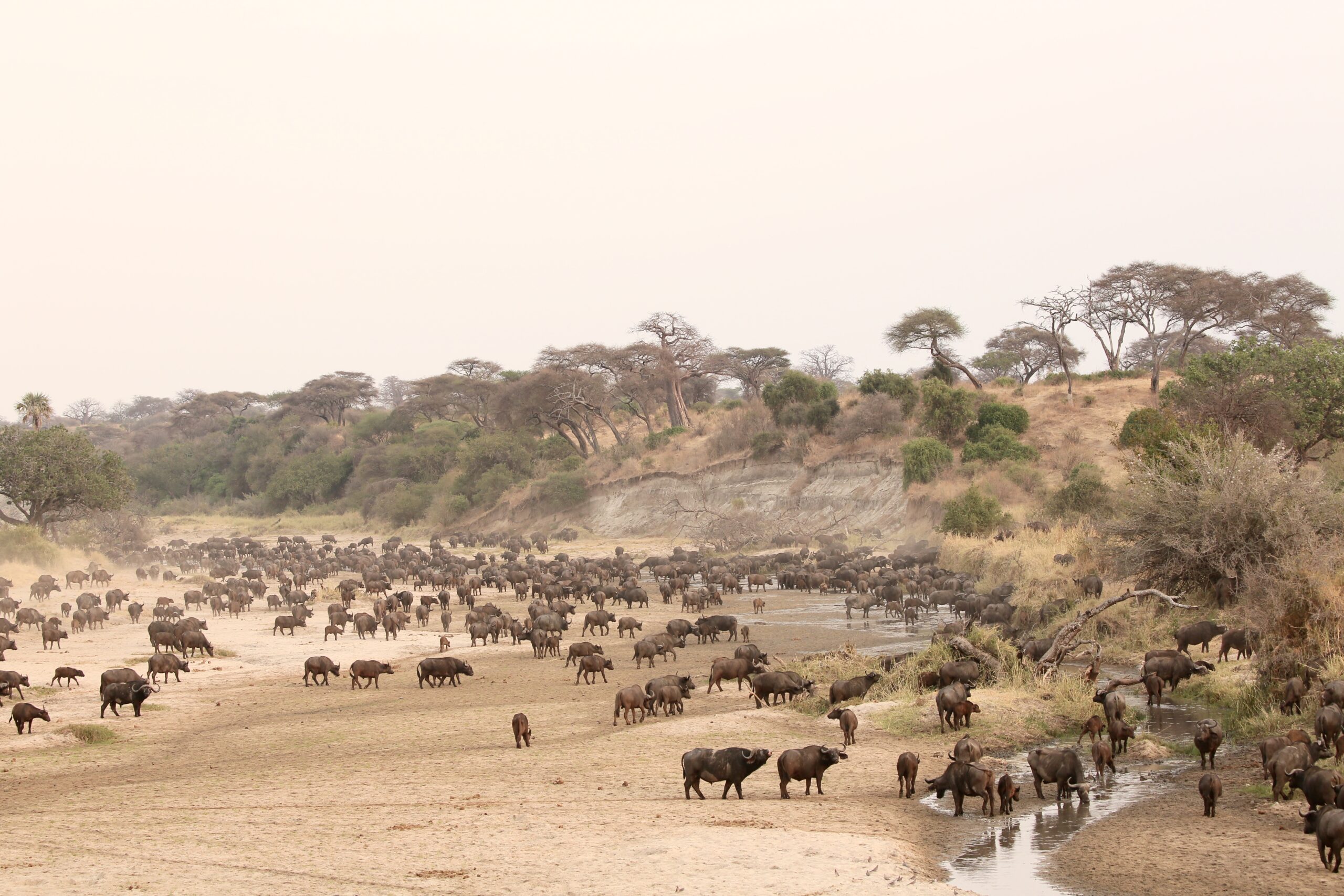 Destination ~ African Mangu Safaris