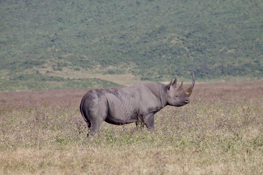 7 Days Luxury Safari ~ African Mangu Safaris