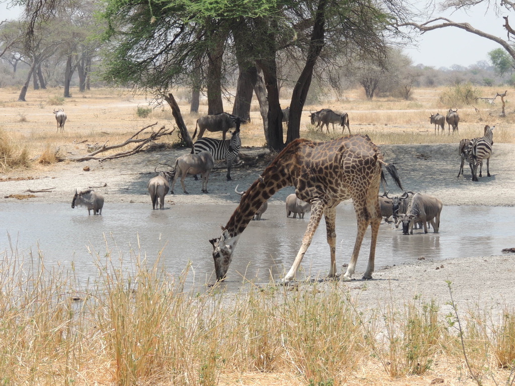 7 Days Luxury Safari ~ African Mangu Safaris