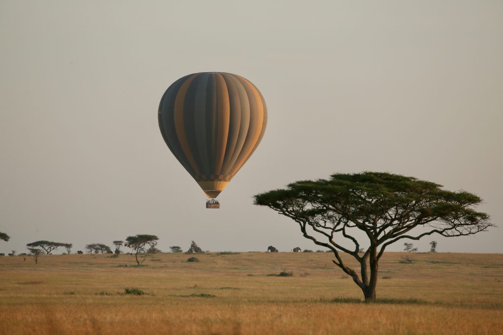 7 Days Luxury Safari ~ African Mangu Safaris