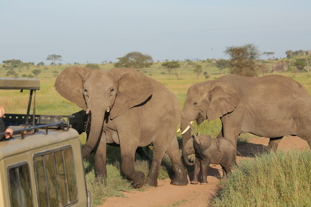 9 Days Northern special safaris. ~ African Mangu Safaris