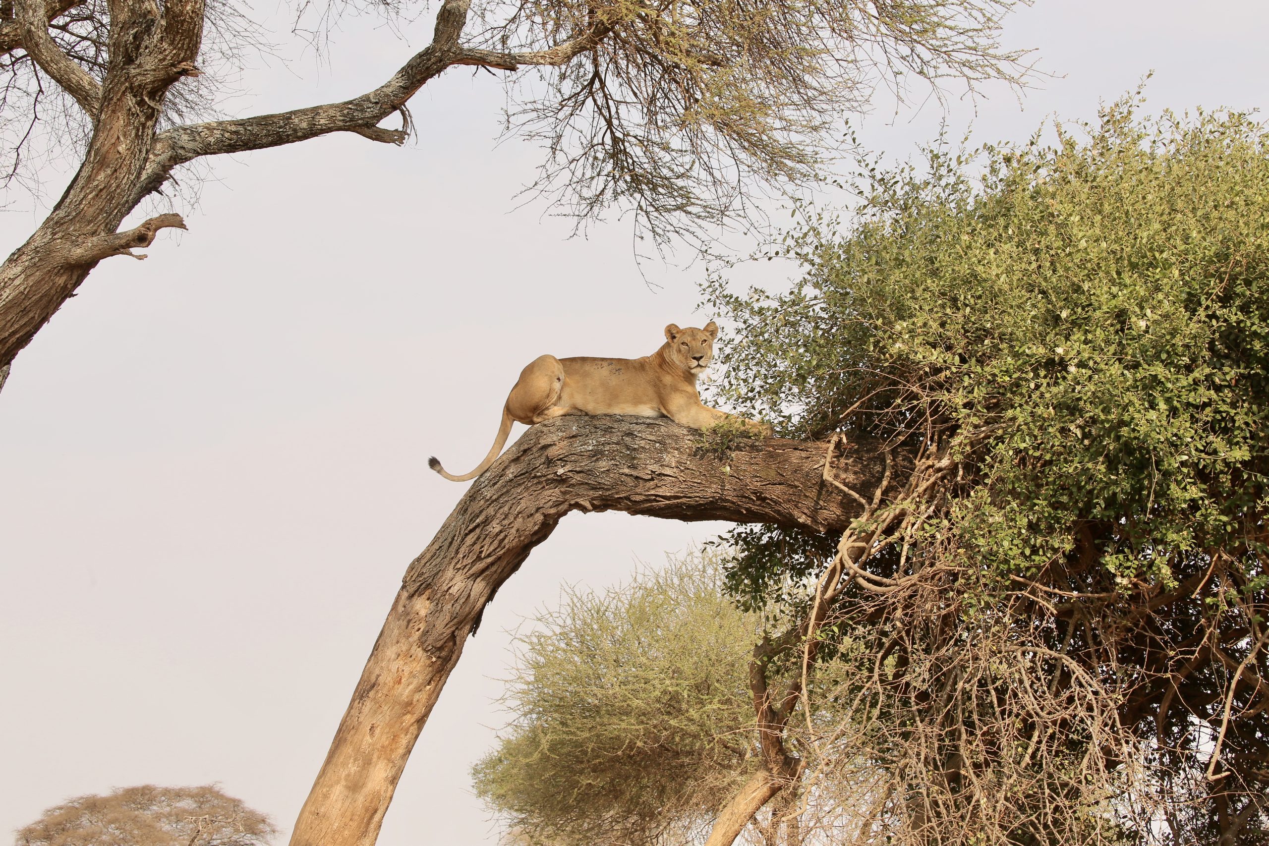 Travel Tips ~ African Mangu Safaris