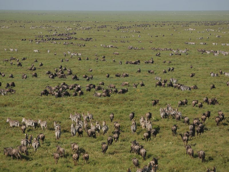 Safari packages ~ African Mangu Safaris