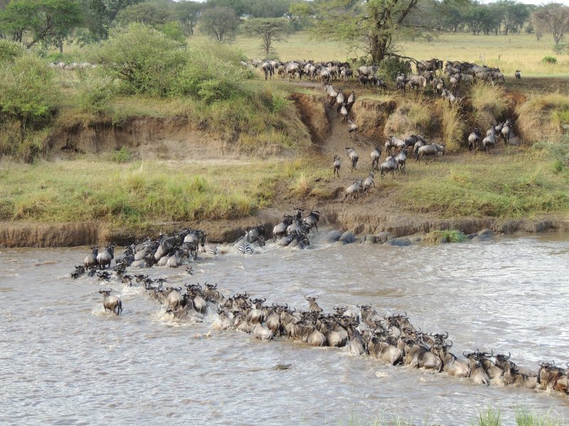 Safari packages ~ African Mangu Safaris