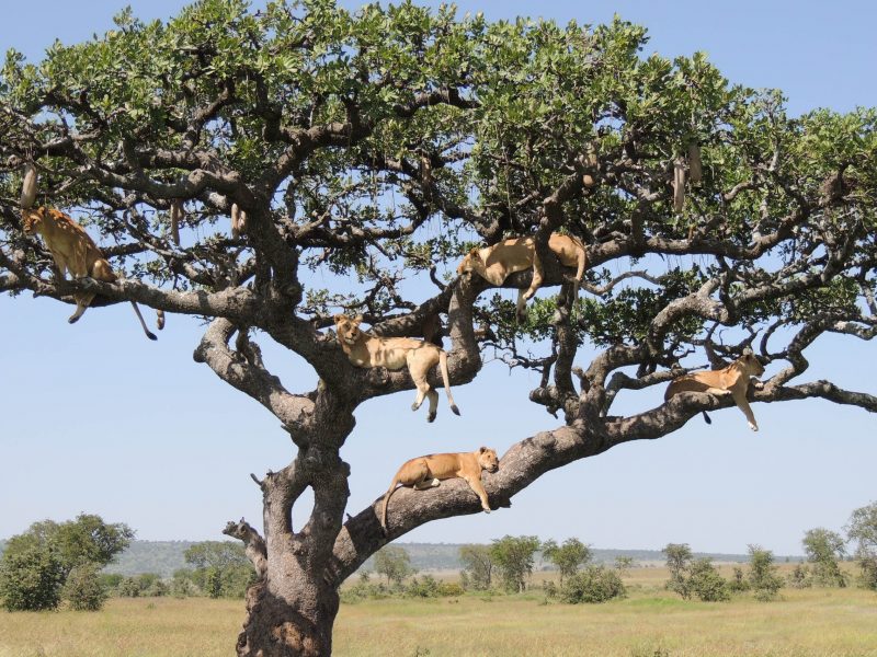 Safari packages ~ African Mangu Safaris