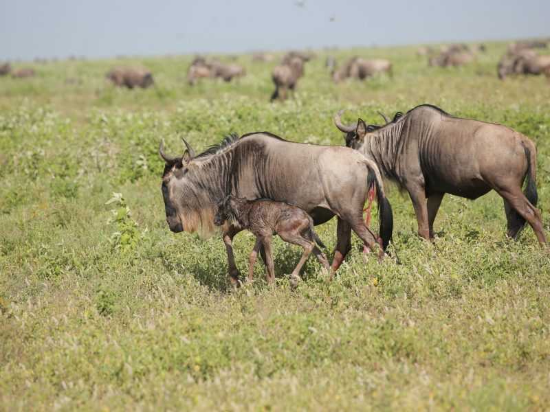 Safari packages ~ African Mangu Safaris