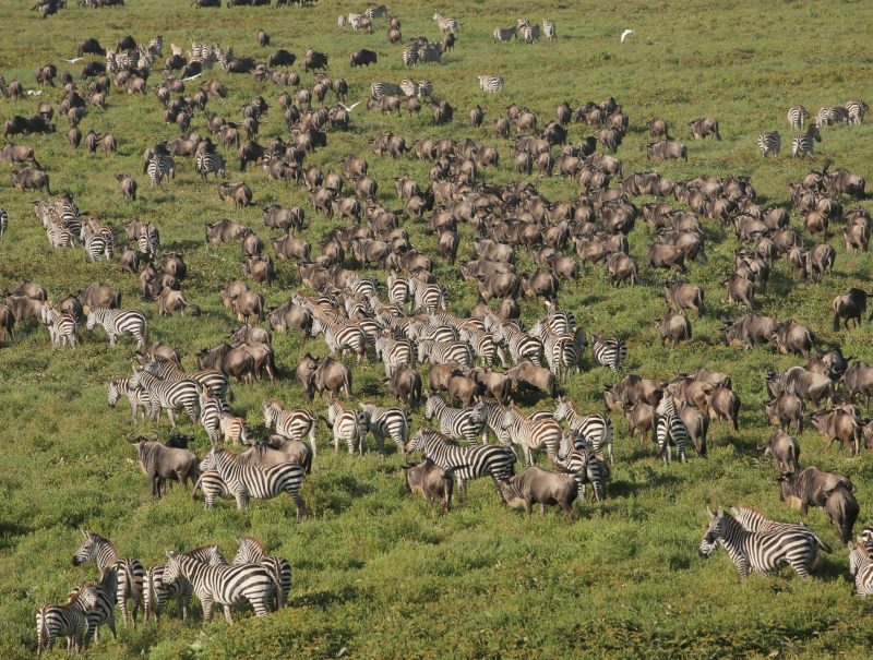 Destination ~ African Mangu Safaris